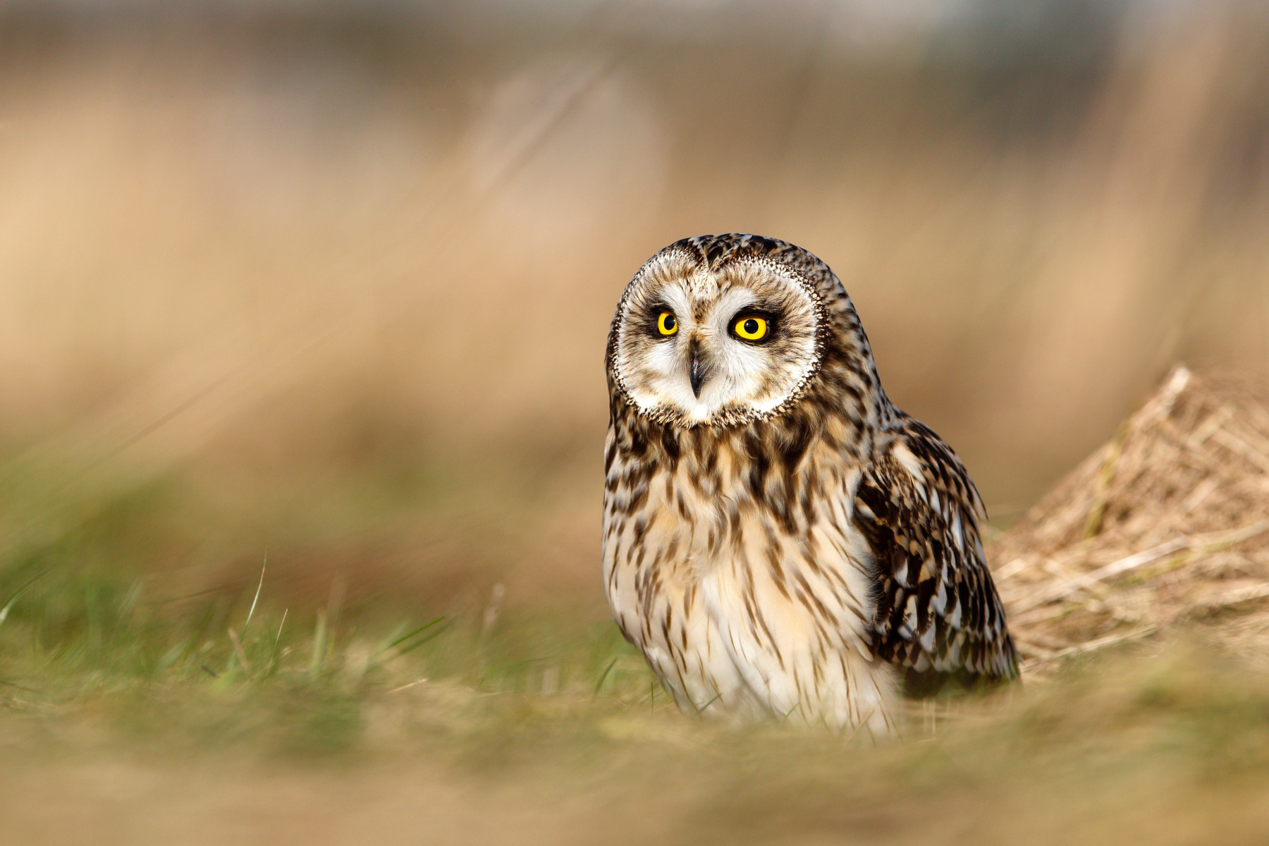COMME THEME : LA VERSION ANGLAISE DE LA CHOUETTE D’OR - Chasse au trésor